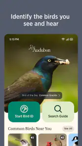 Audubon Bird Guide App - Reviewed