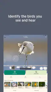 Audubon Bird Guide App - Reviewed