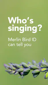 Merlin Bird ID by Cornell Lab App - Reviewed