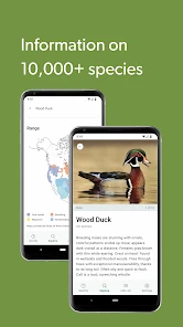 Merlin Bird ID by Cornell Lab App - Reviewed