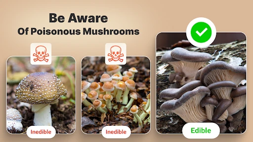 Mushroom Identification App - Reviewed