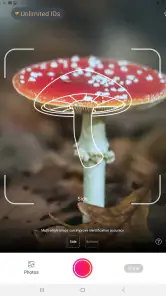 Picture Mushroom - Mushroom ID App - Reviewed