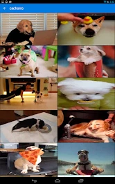 Aplicativo Tenor GIF Keyboard - Reviewed